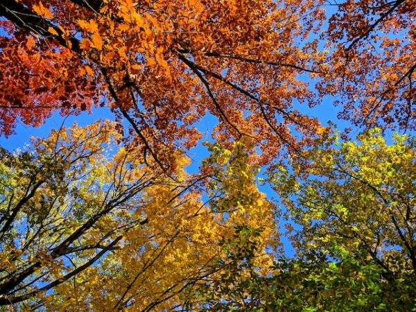 SQL Server Database Engine Tuning Advisor – An Introduction – Tom Vaidyan